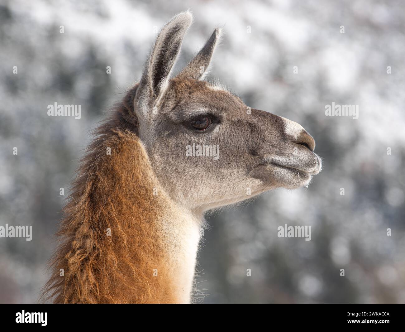 Peru snow llama hi-res stock photography and images - Alamy