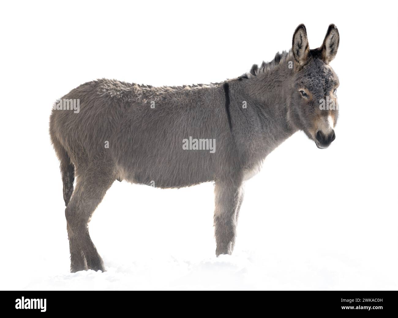 A donkey stands in the snow in winter isolated on a white background ...