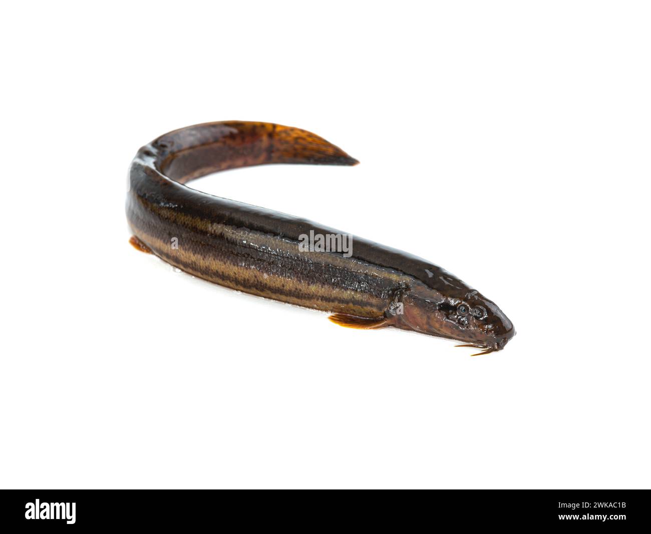Loach fish hi-res stock photography and images - Alamy