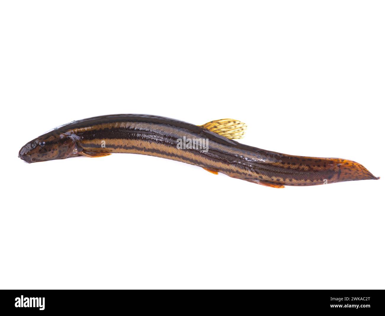 Loach fish hi-res stock photography and images - Alamy