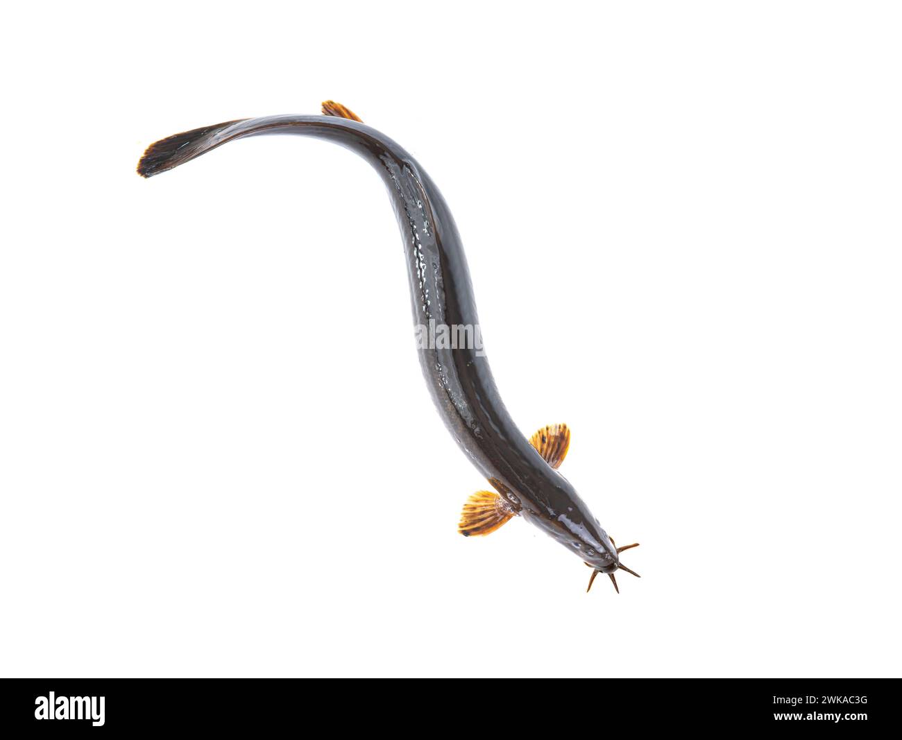 Loach fish hi-res stock photography and images - Alamy
