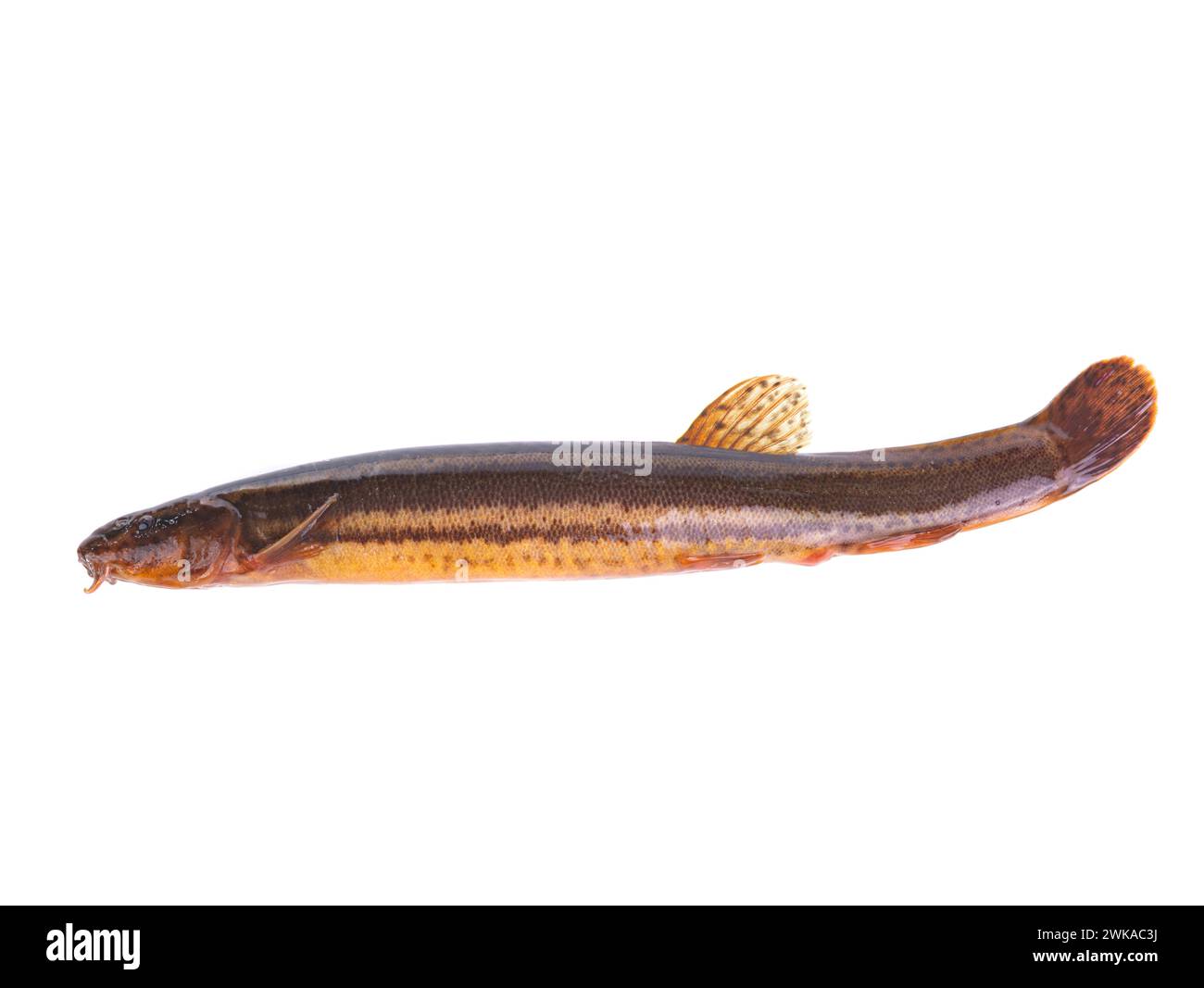 Loach fish hi-res stock photography and images - Alamy