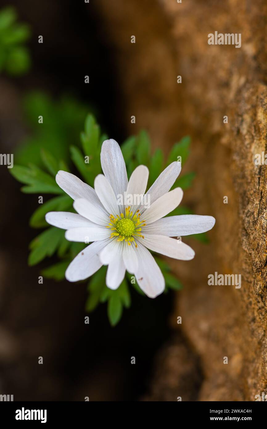 Spring flower, Greek windflower, Anemone blanda 'White Splendour' Stock ...