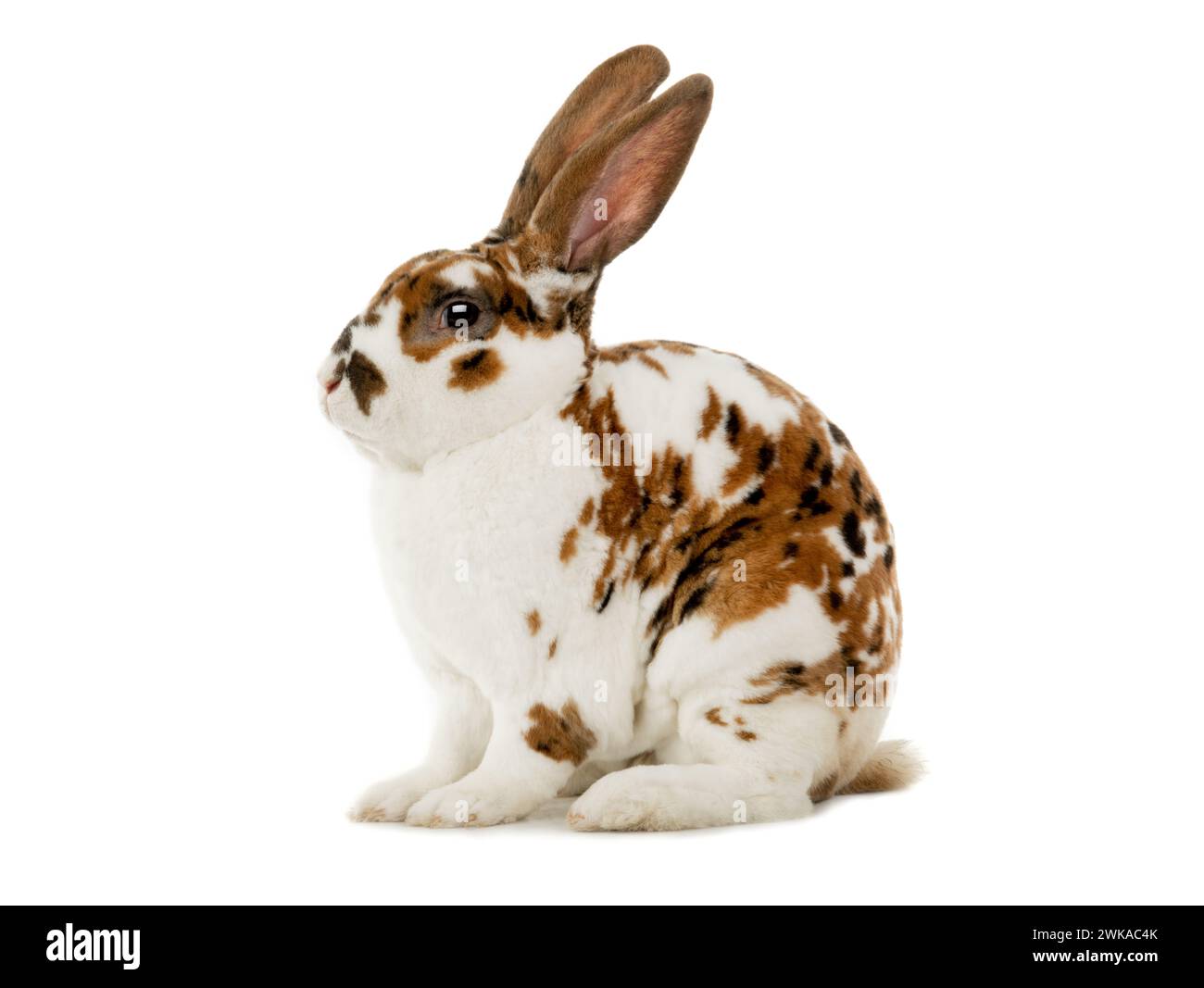 Rabbit animal farm icon hi-res stock photography and images - Alamy