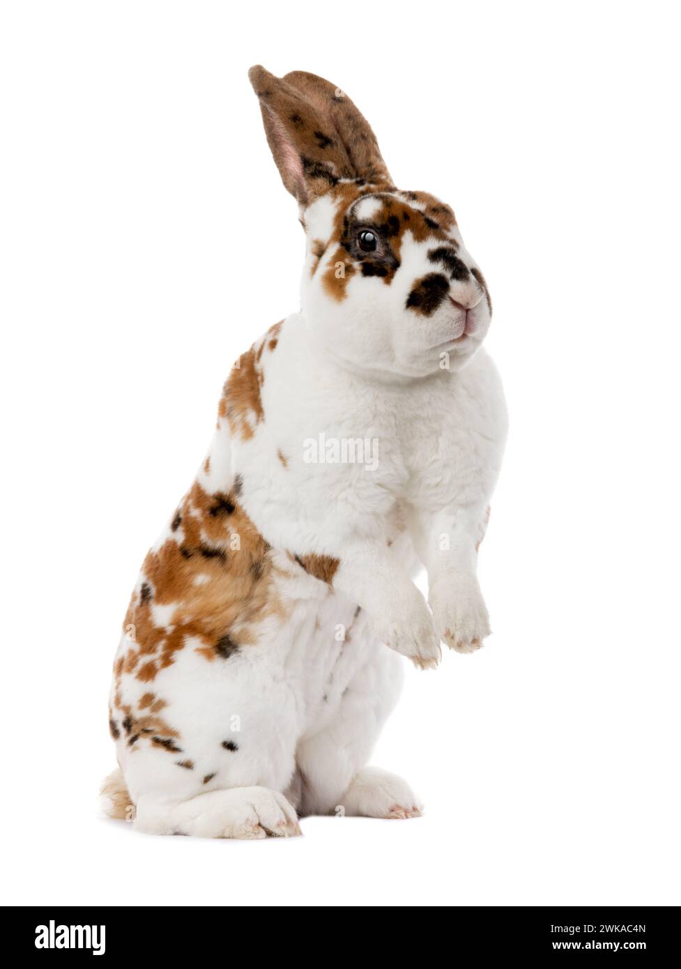 standing spotted rabbit isolated on a white background Stock Photo - Alamy