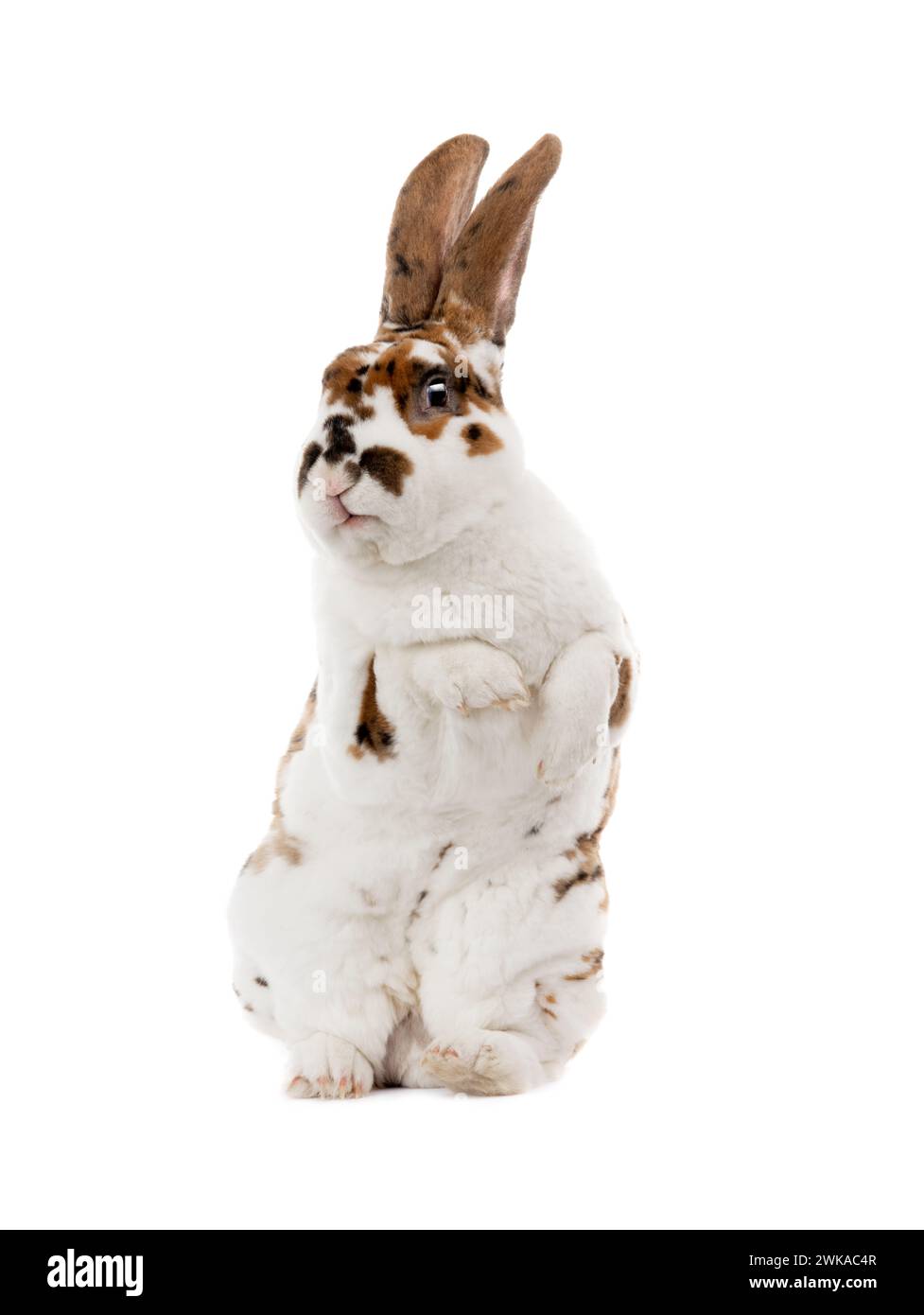 standing spotted rabbit isolated on a white background Stock Photo - Alamy