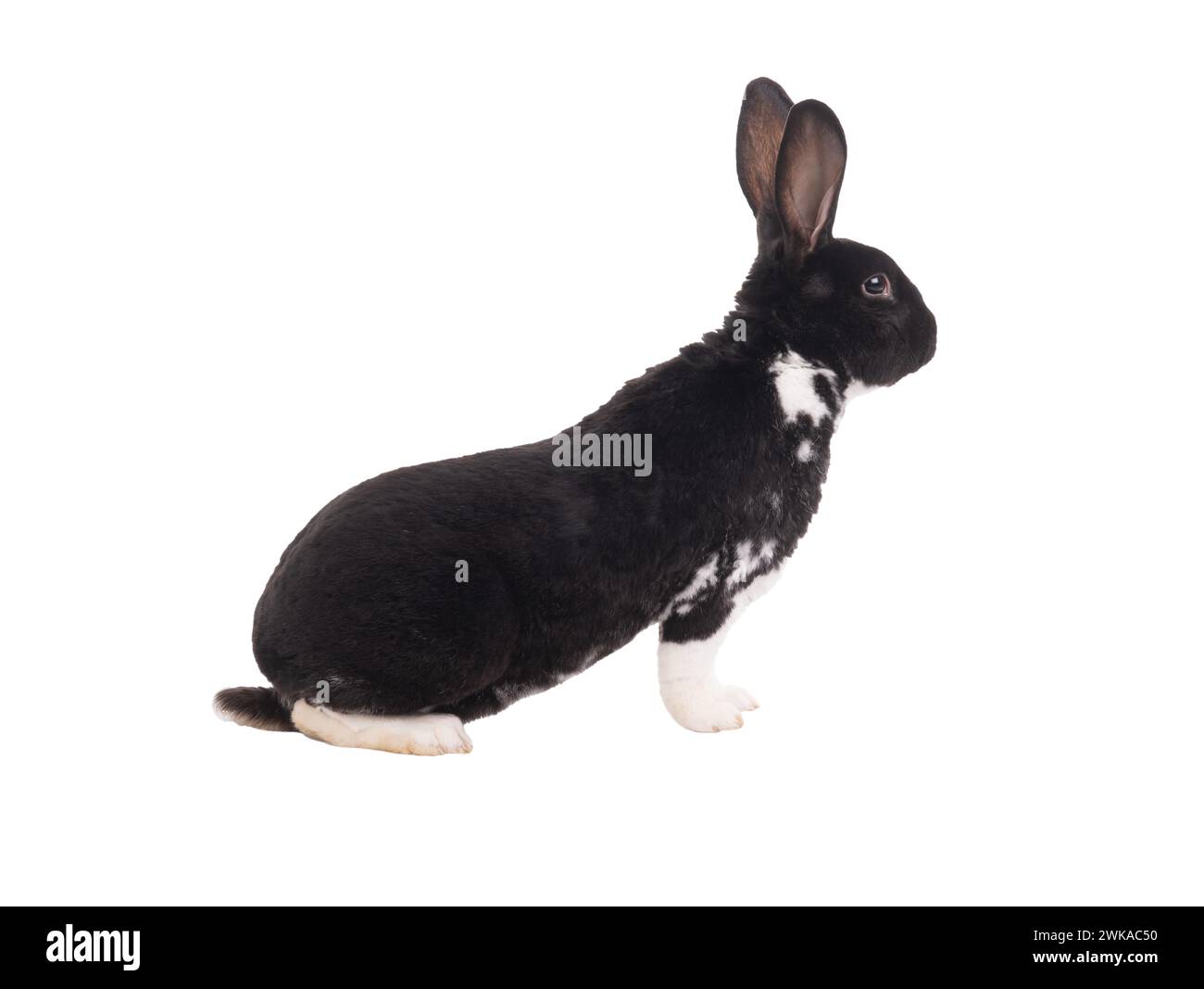 Spotted rabbit isolated on a white background Stock Photo - Alamy