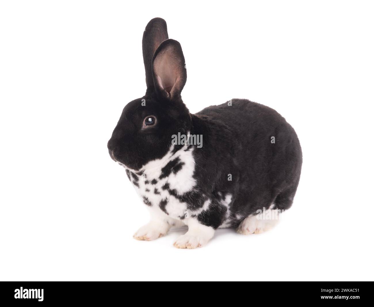 Black and white rex rabbit hi-res stock photography and images - Alamy