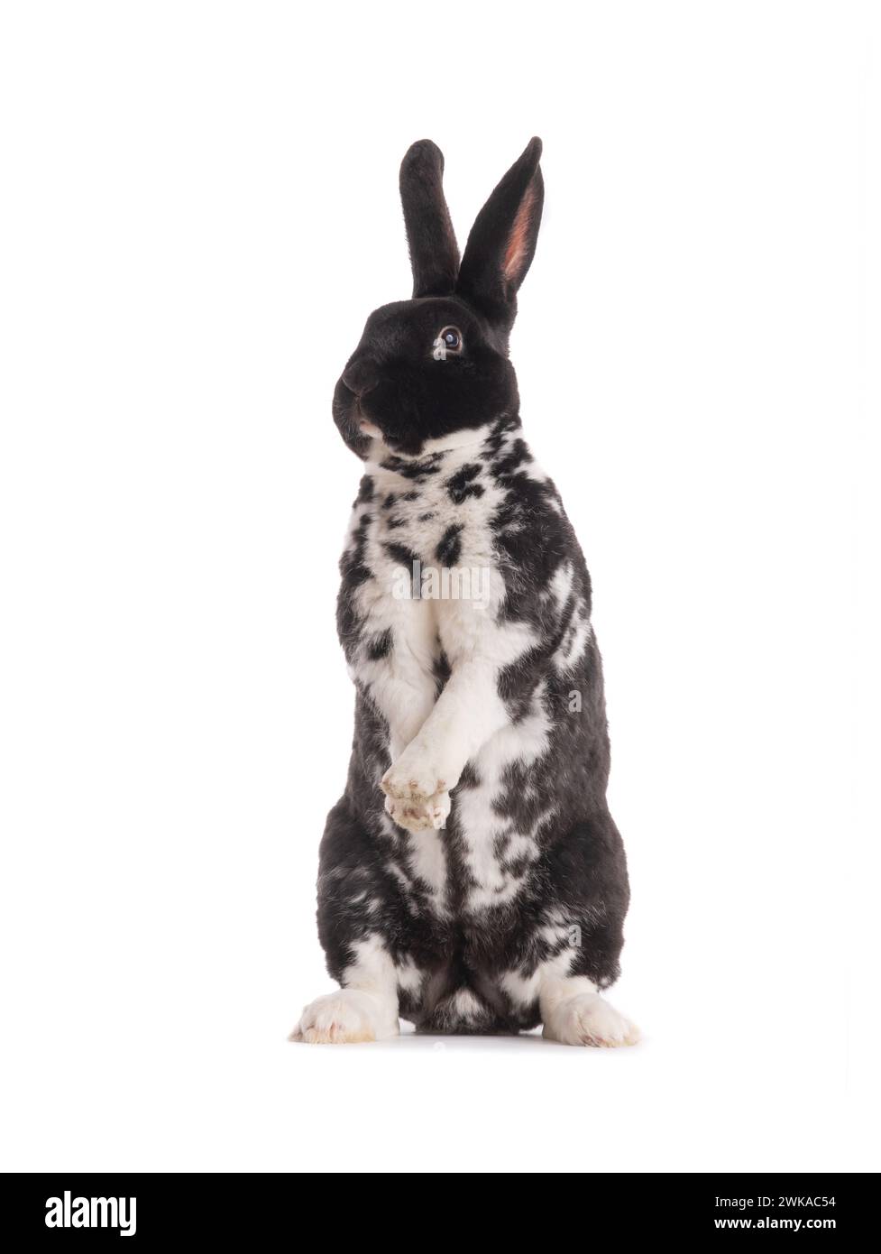 Spotted black and white bunny stands on its hind legs isolated on a ...