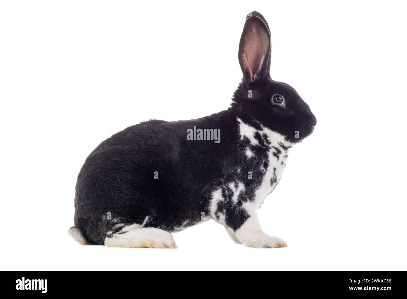 Spotted black and white rabbit sitting isolated on a white background ...