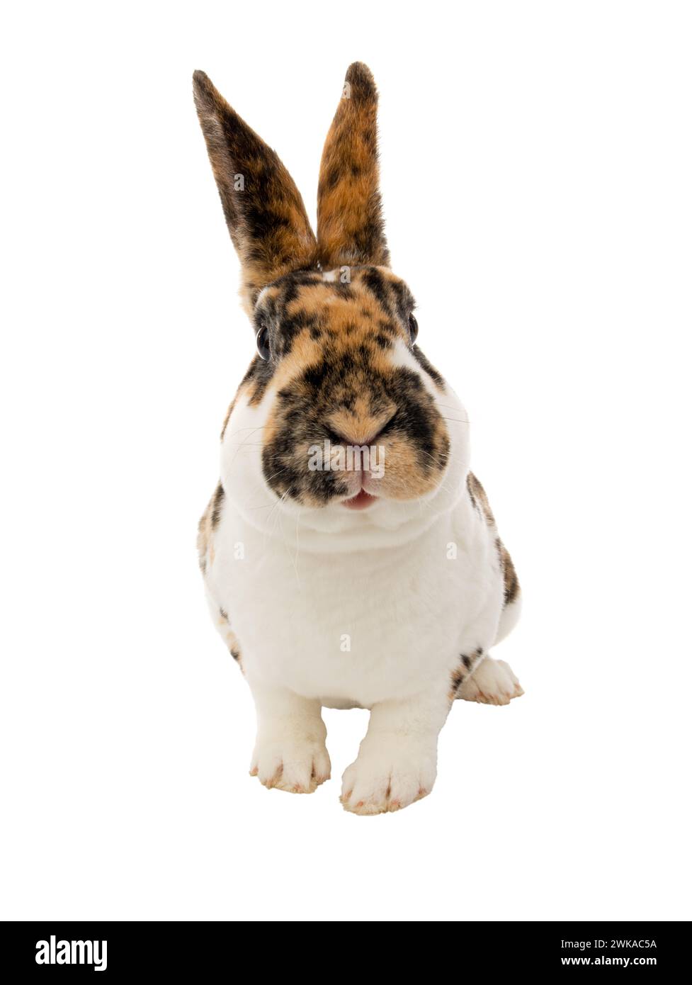 smiling spotted rabbit isolated on a white background Stock Photo - Alamy