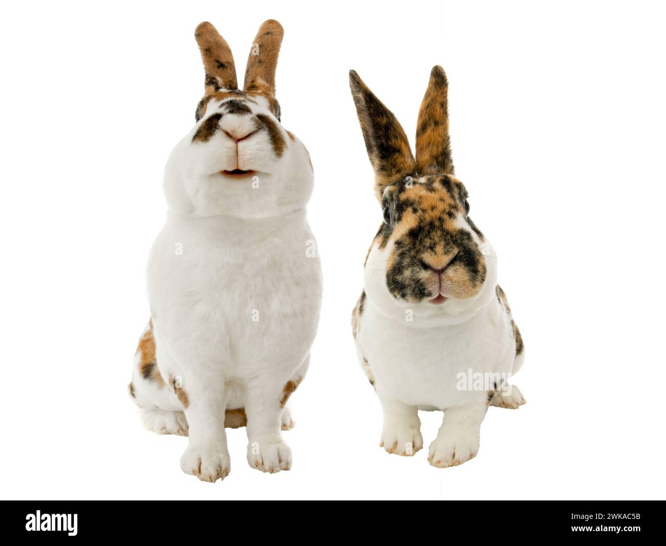 Two smiling spotted rabbit isolated on a white background Stock Photo ...