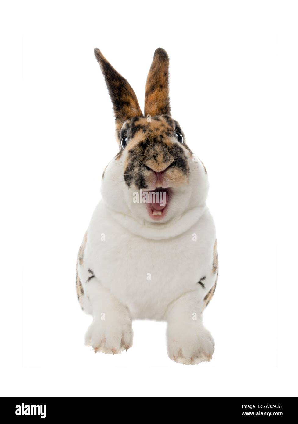 Spotted rabbit smiles with open mouth and teeth isolated on a white ...