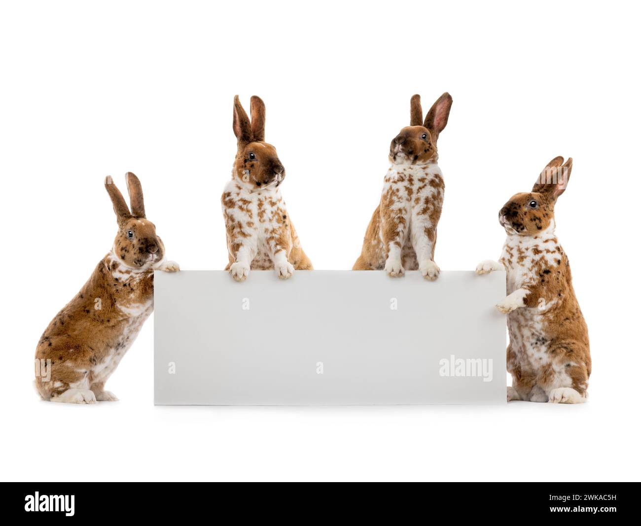 four rabbits holds a sheet for writing text isolated on white ...