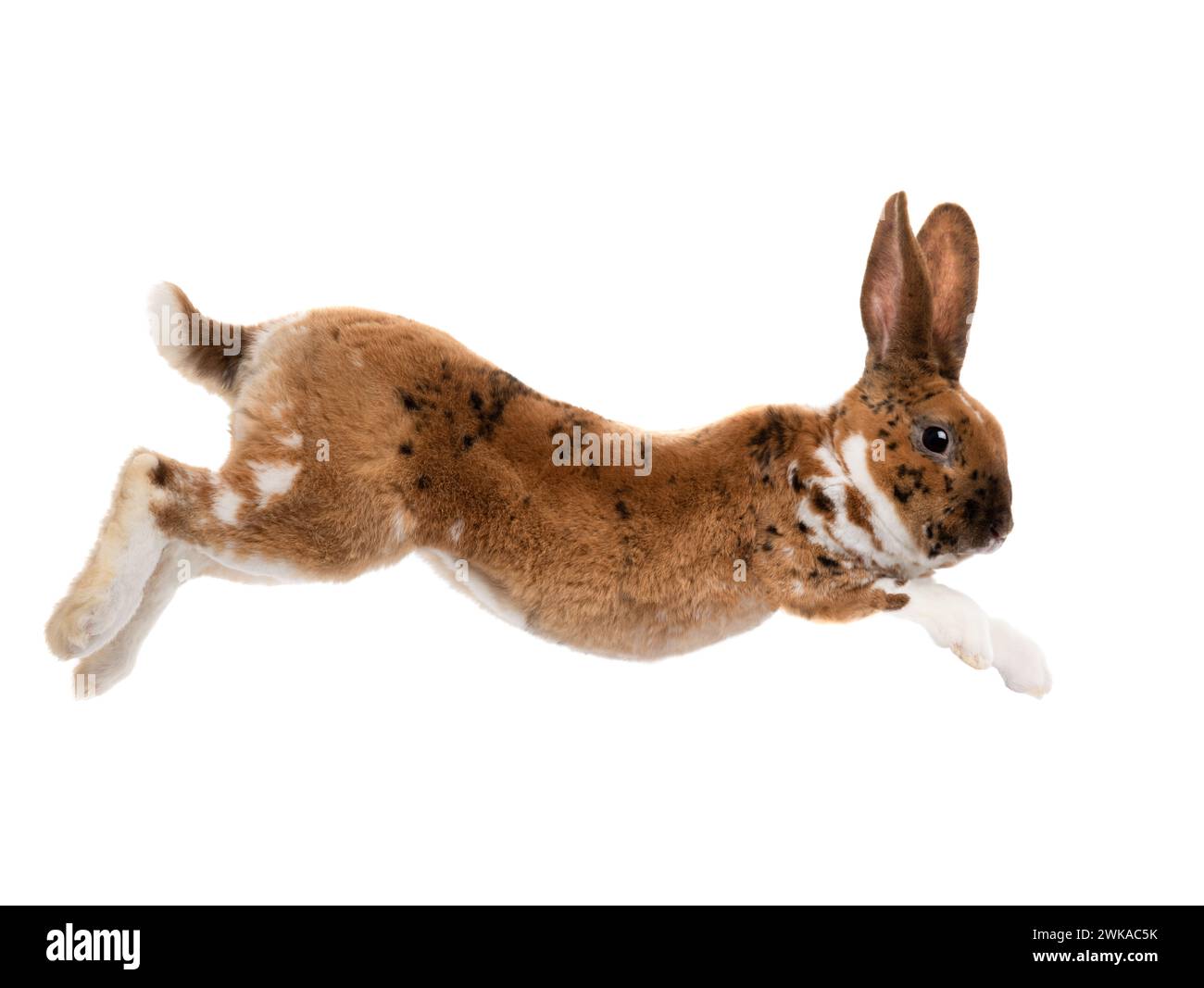 brown rabbit jump isolated on a white background Stock Photo - Alamy