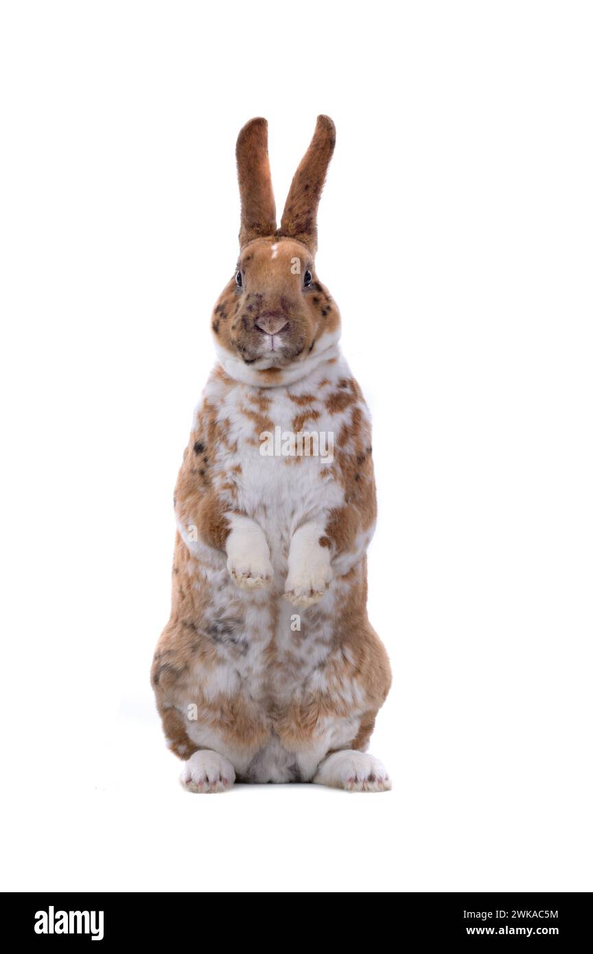 standing spotted rabbit isolated on a white background Stock Photo - Alamy