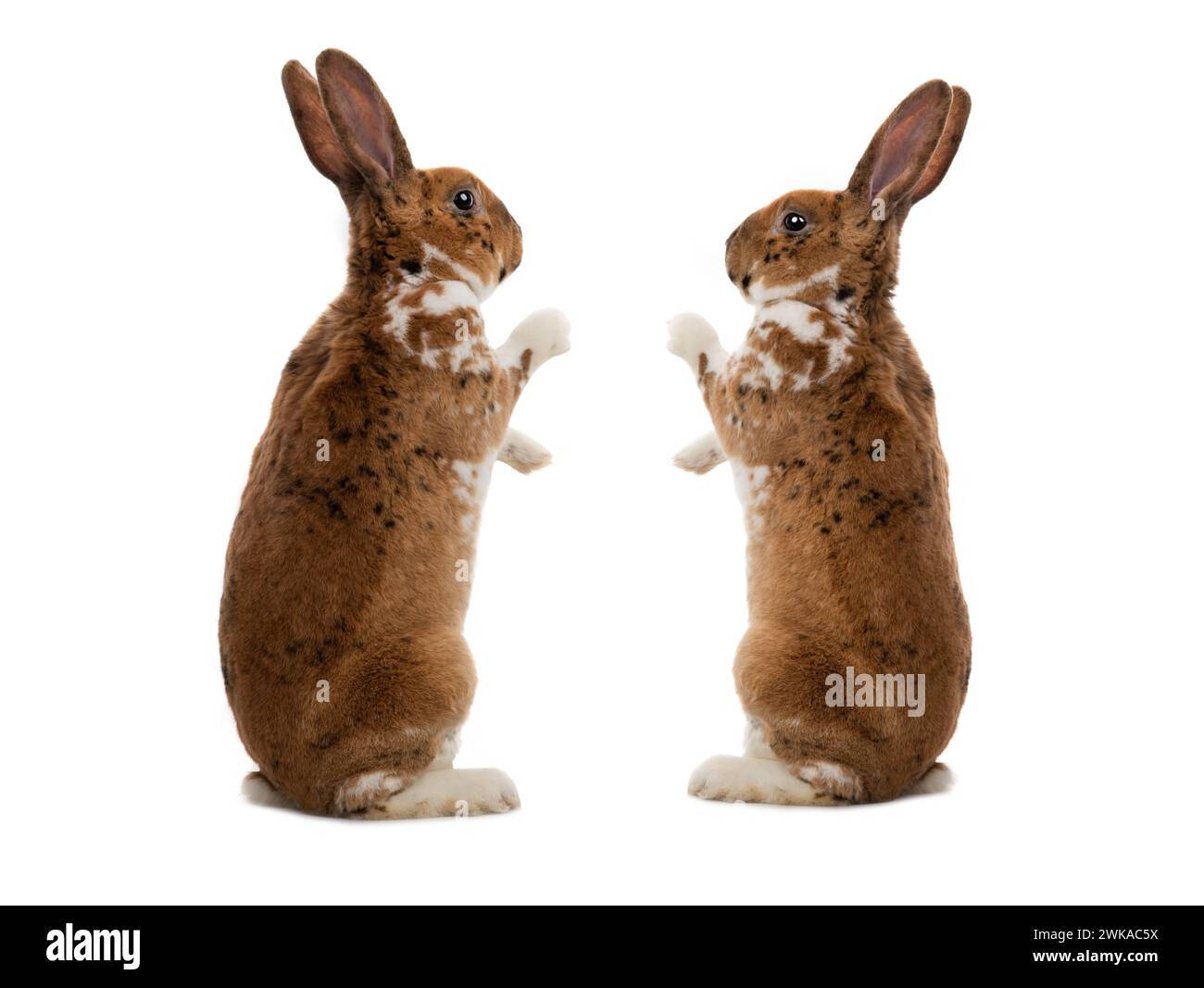 Two adorable black white rabbits hi-res stock photography and images ...
