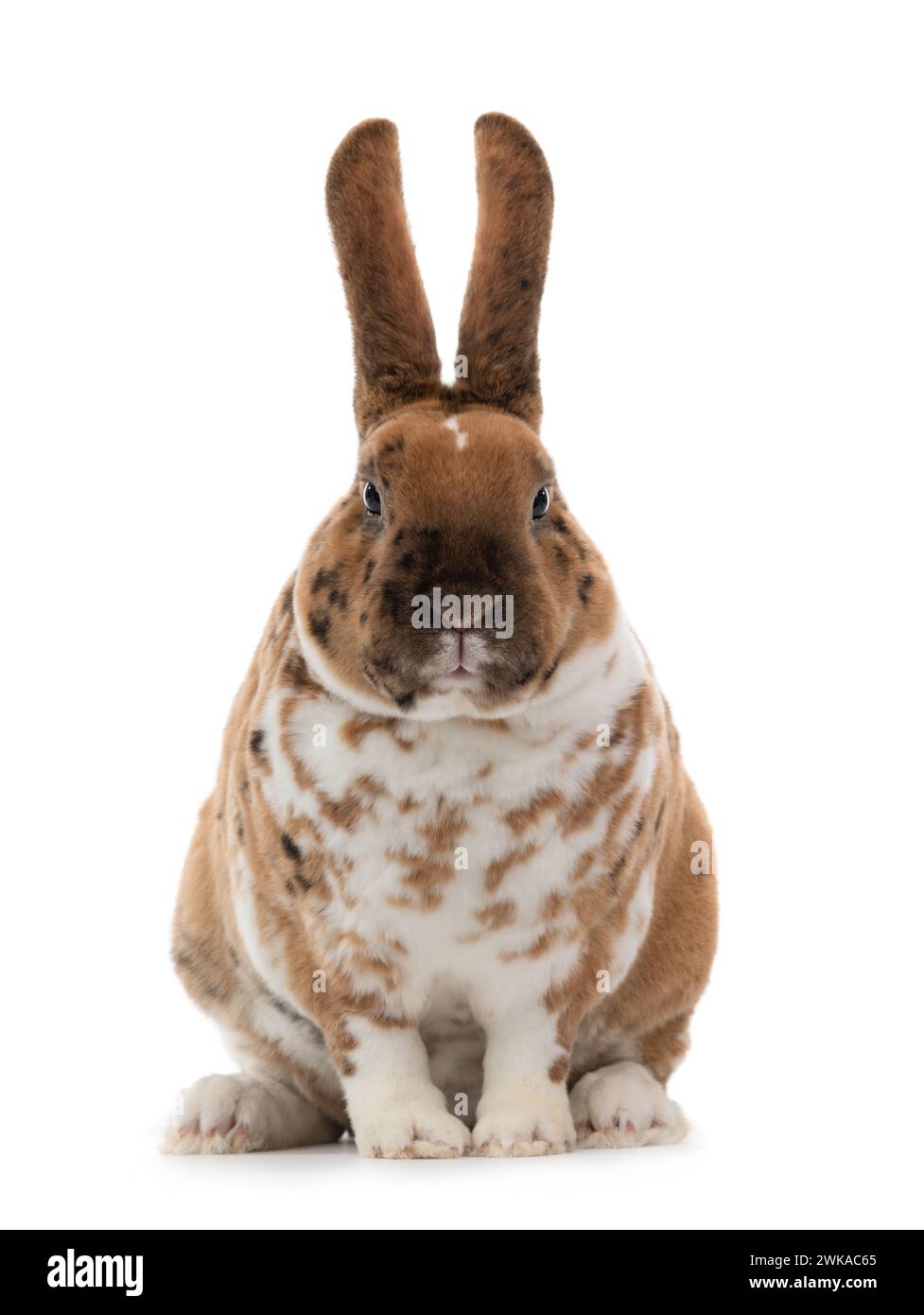 Broken Mini Rex Rabbits