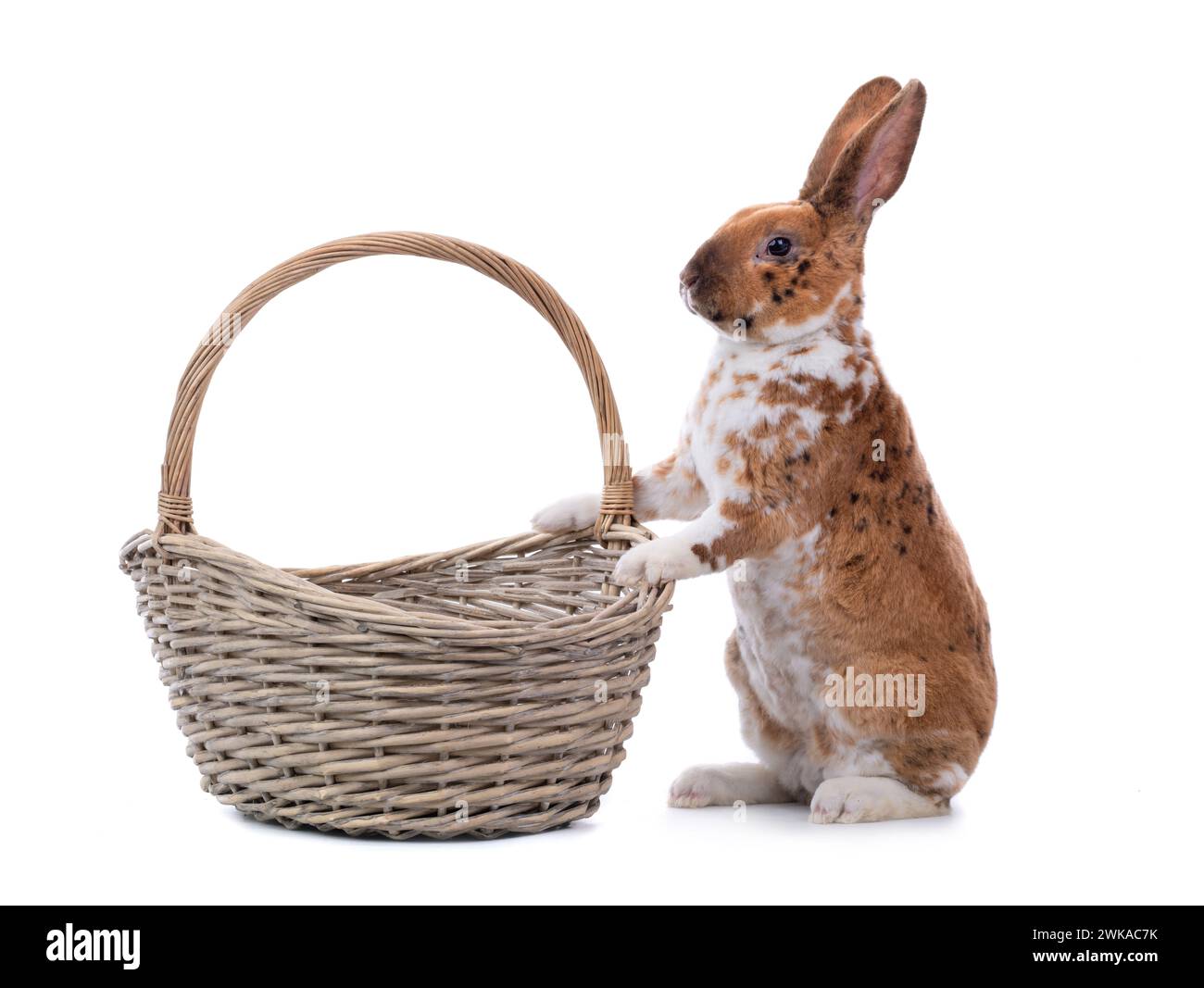 Spotted bunny is standing near an Easter basket isolated on a white ...