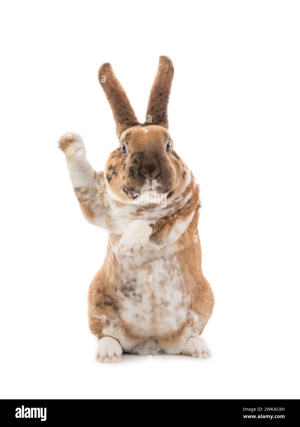 Rabbit with raised paw for setting your content is isolated on a white ...
