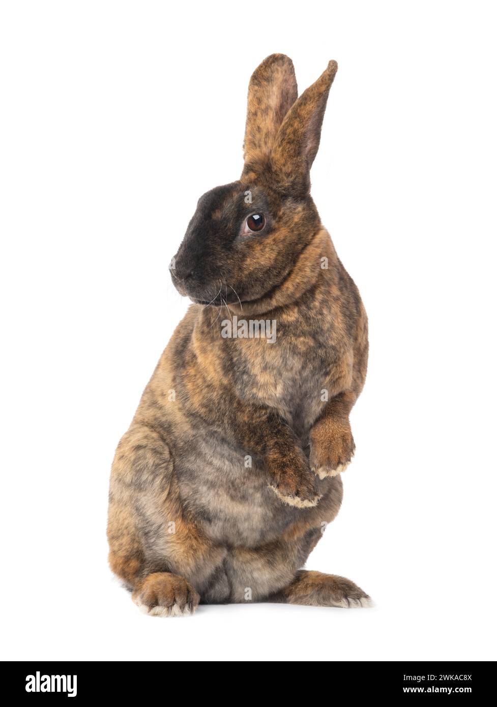 standing brown rabbit isolated on a white background Stock Photo - Alamy