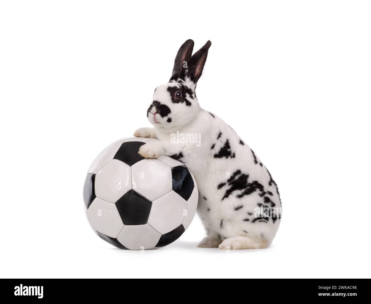 Stadium stands Cut Out Stock Images & Pictures - Alamy