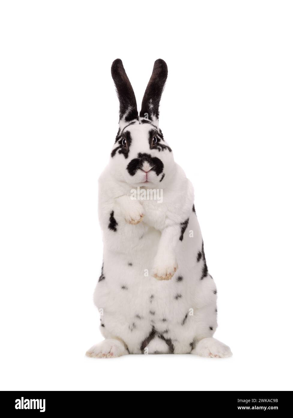 Dalmatian rabbit standing isolated on a white background Stock Photo ...
