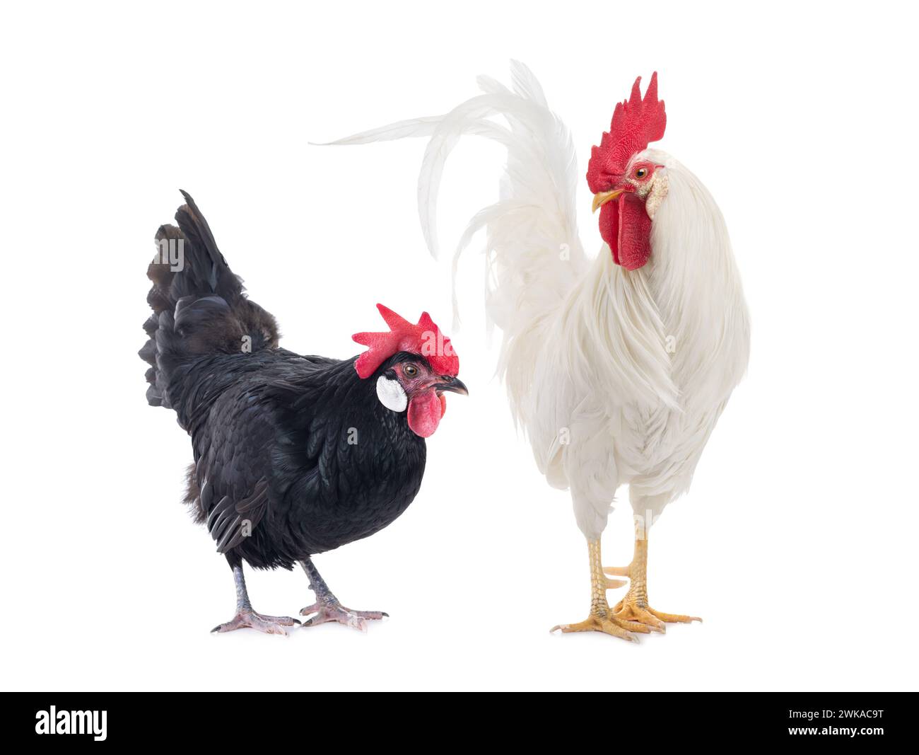White Cockerel and Black Chicken isolated on a white background Stock ...