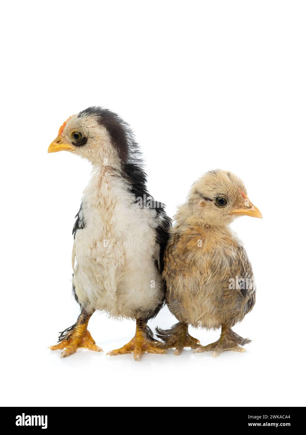 Little Cockerel and chicken isolated on a white background Stock Photo ...