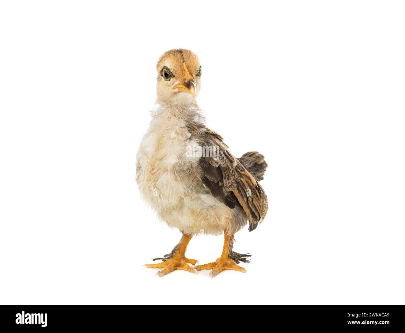 Monthly chick isolated on a white background Stock Photo - Alamy