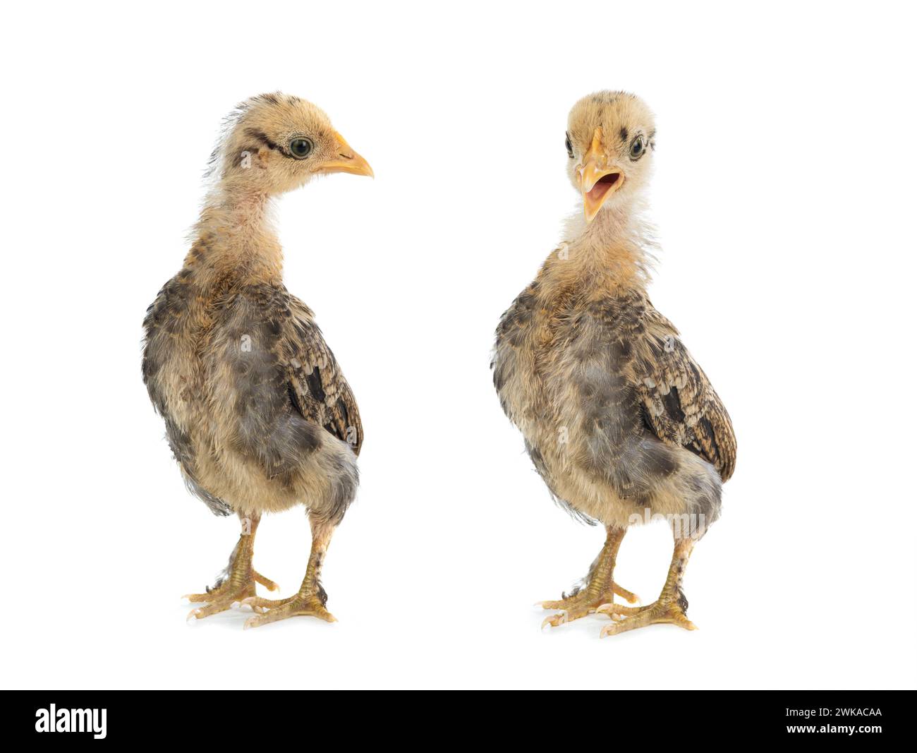 Cute cockerel Cut Out Stock Images & Pictures - Alamy