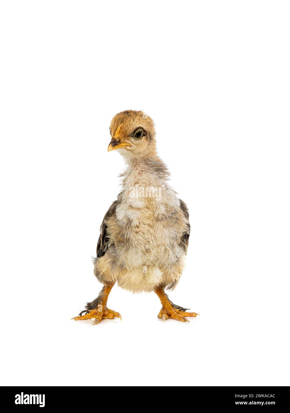 Monthly chick isolated on a white background Stock Photo - Alamy