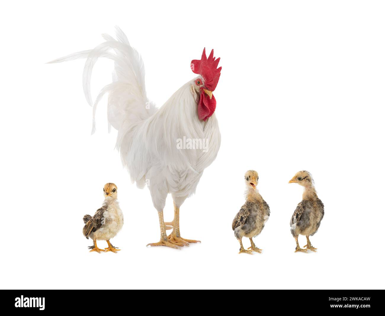 Big white rooster and little chicken isolated on white background Stock ...