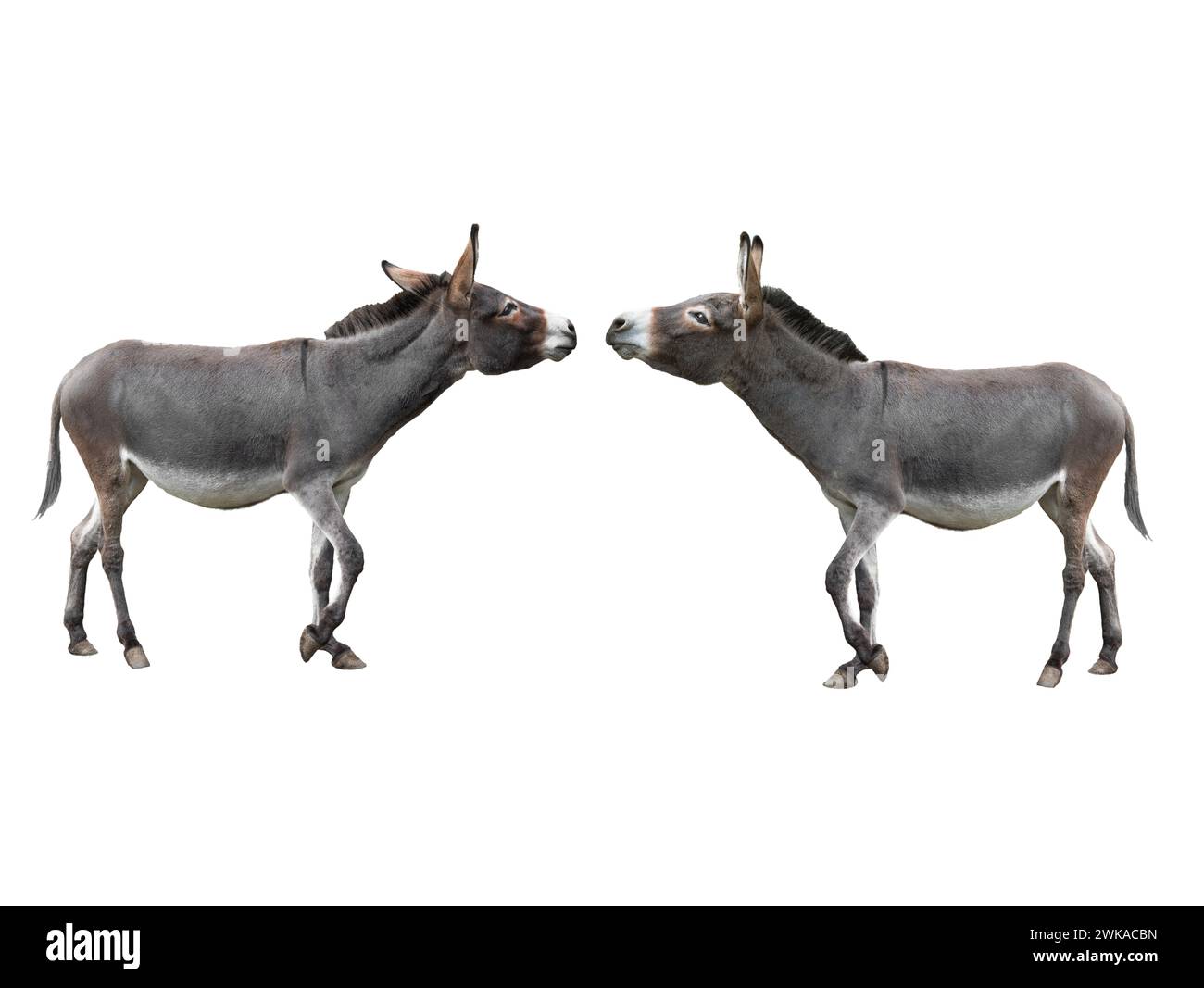 Side donkey profile Cut Out Stock Images & Pictures - Alamy