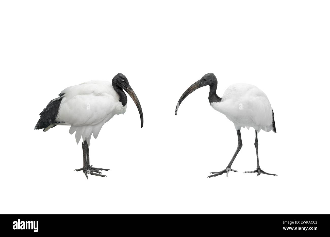 two african sacred ibis isolated on white background Stock Photo - Alamy