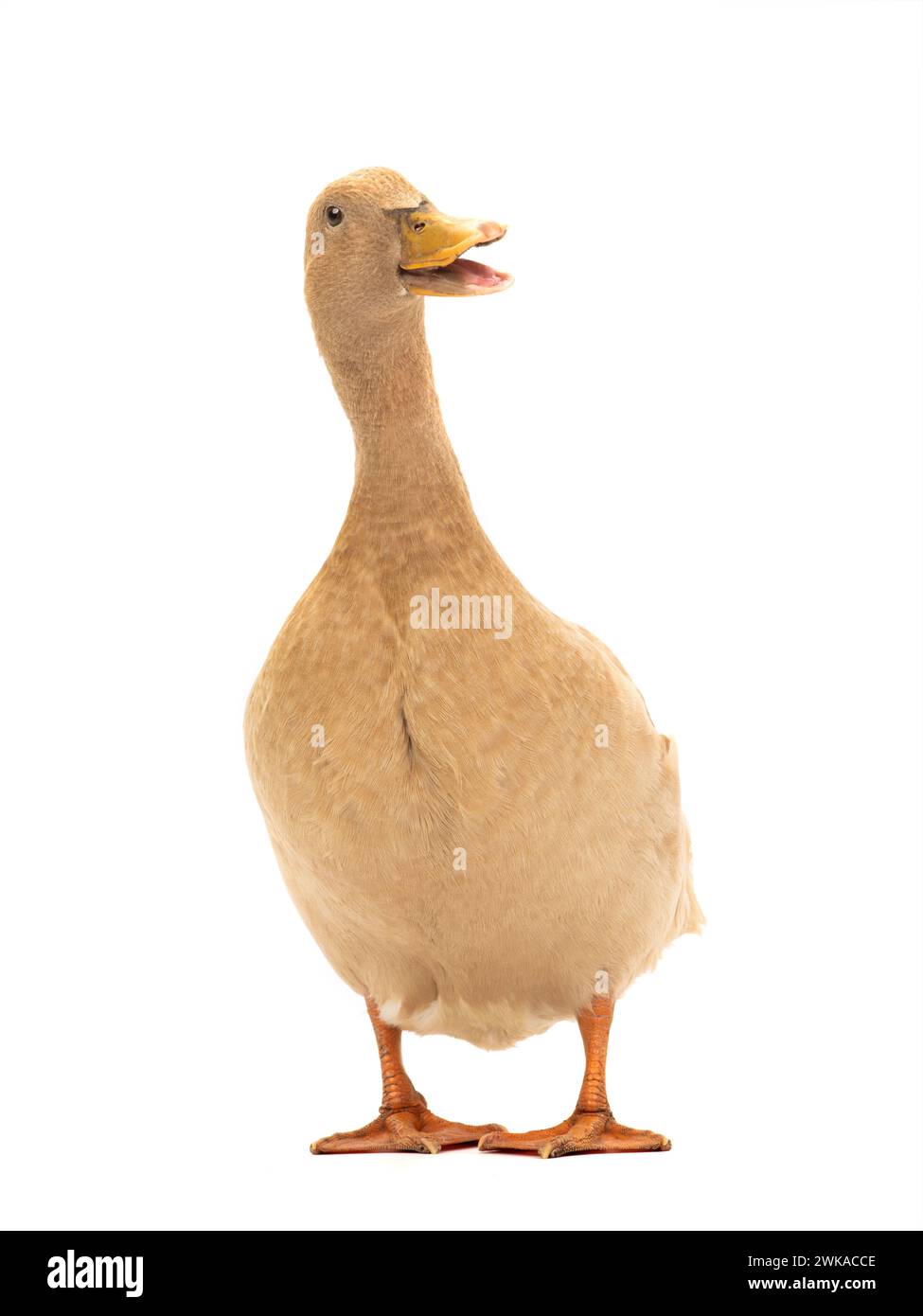 Beige duck hi-res stock photography and images - Alamy