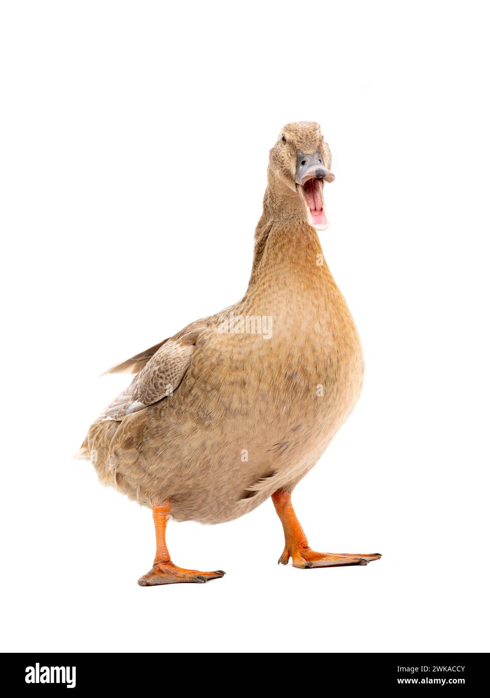 Quacking duck hi-res stock photography and images - Alamy
