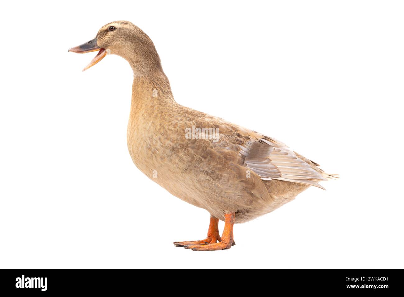 Quacking duck isolated on a white background Stock Photo - Alamy