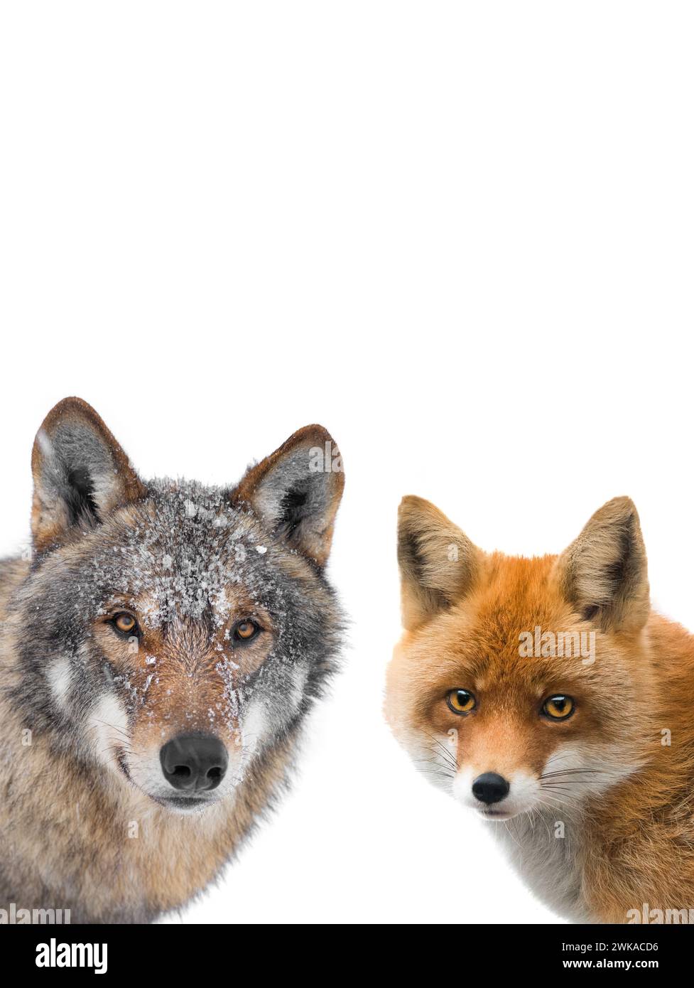 beautiful portraits of wolf and fox isolated on white background Stock ...