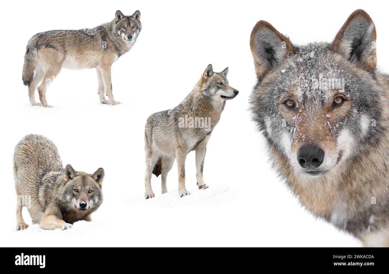 Collage of wolves hi-res stock photography and images - Alamy