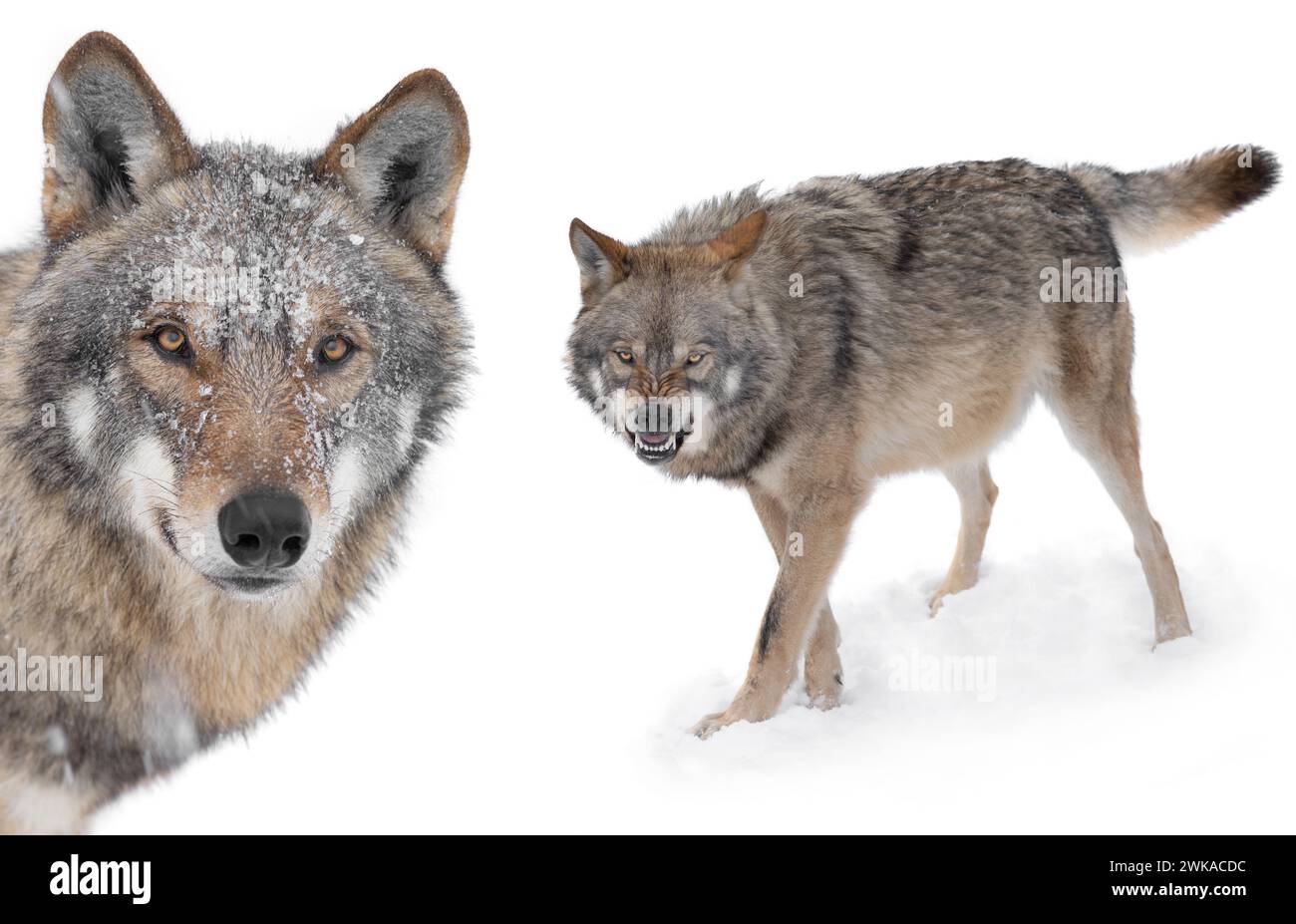 Nose in collage hi-res stock photography and images - Alamy