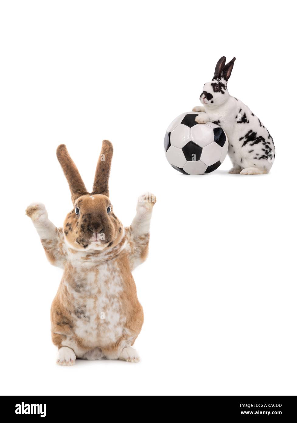 Rabbits defense hi-res stock photography and images - Alamy