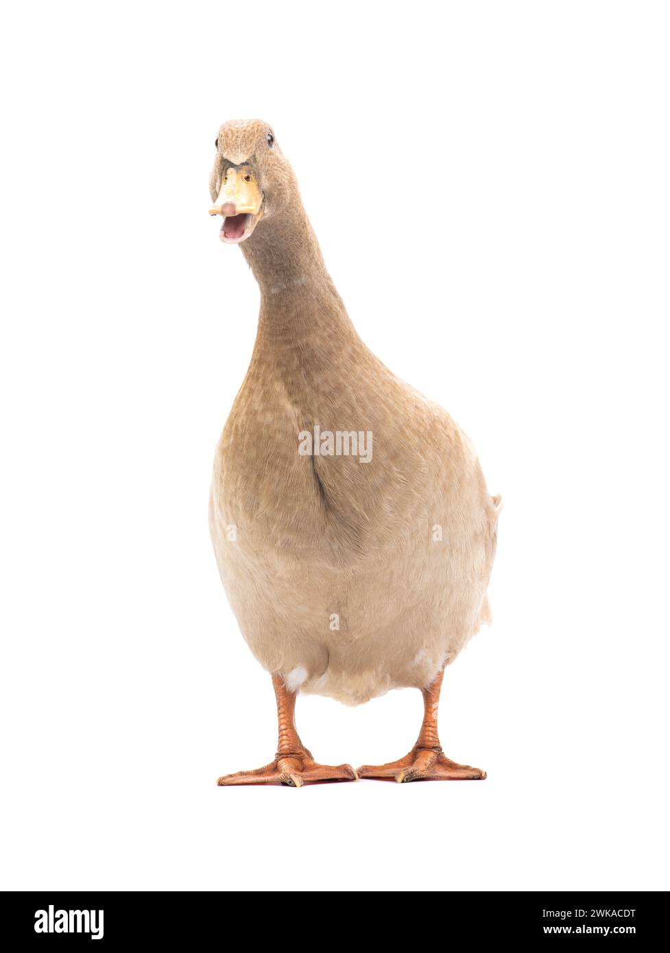 Quacking duck isolated on a white background Stock Photo - Alamy