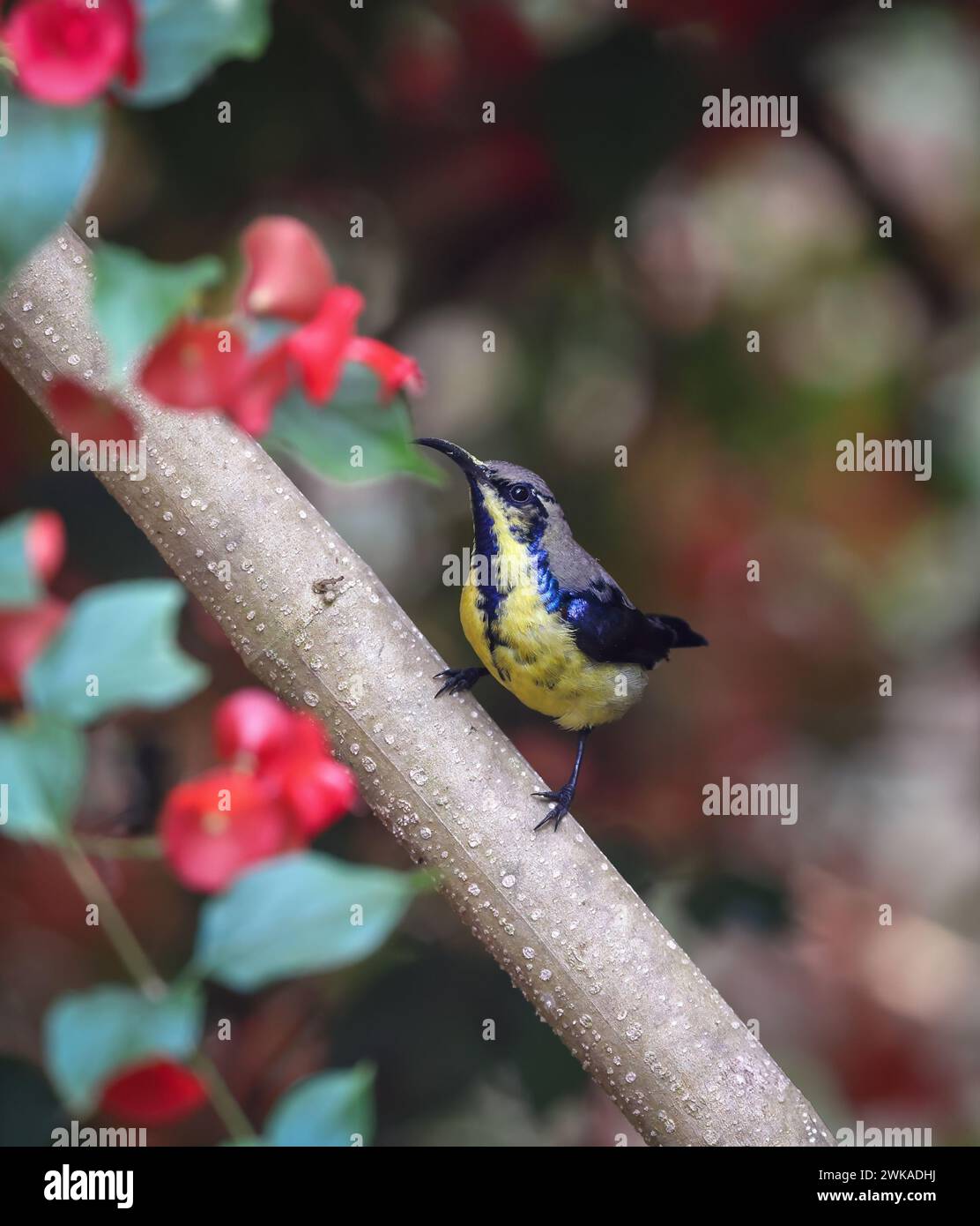 Adult bird in eclipse plumage hi-res stock photography and images - Alamy