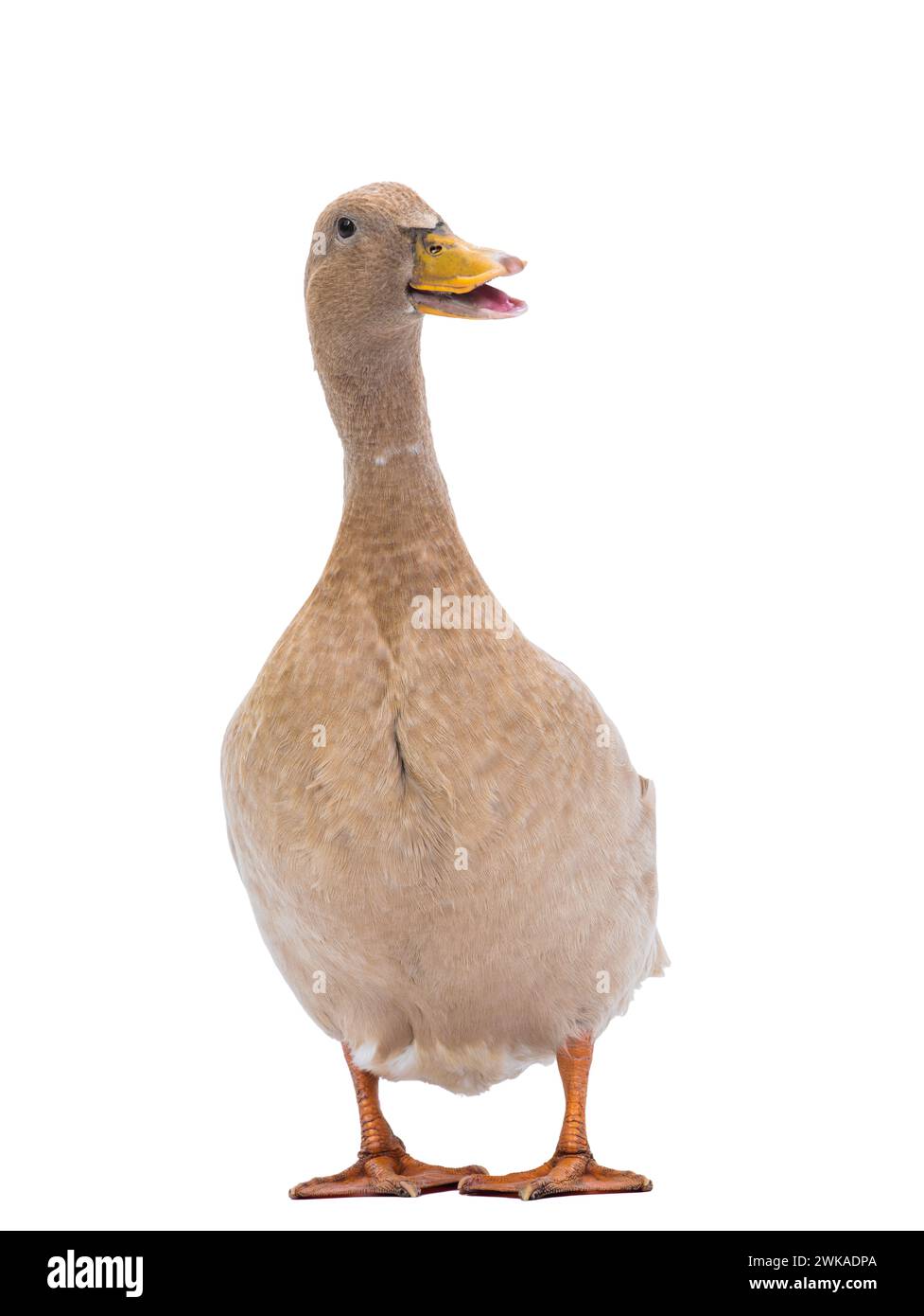 Quacking duck isolated on a white background Stock Photo - Alamy