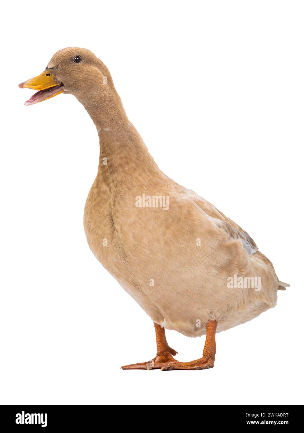 Quacking duck isolated on a white background Stock Photo - Alamy