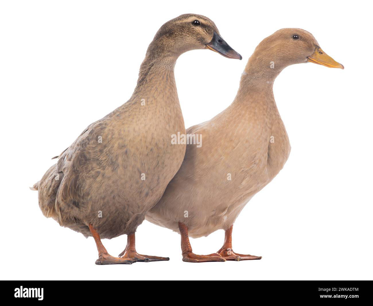 Brown ducks Cut Out Stock Images & Pictures - Alamy