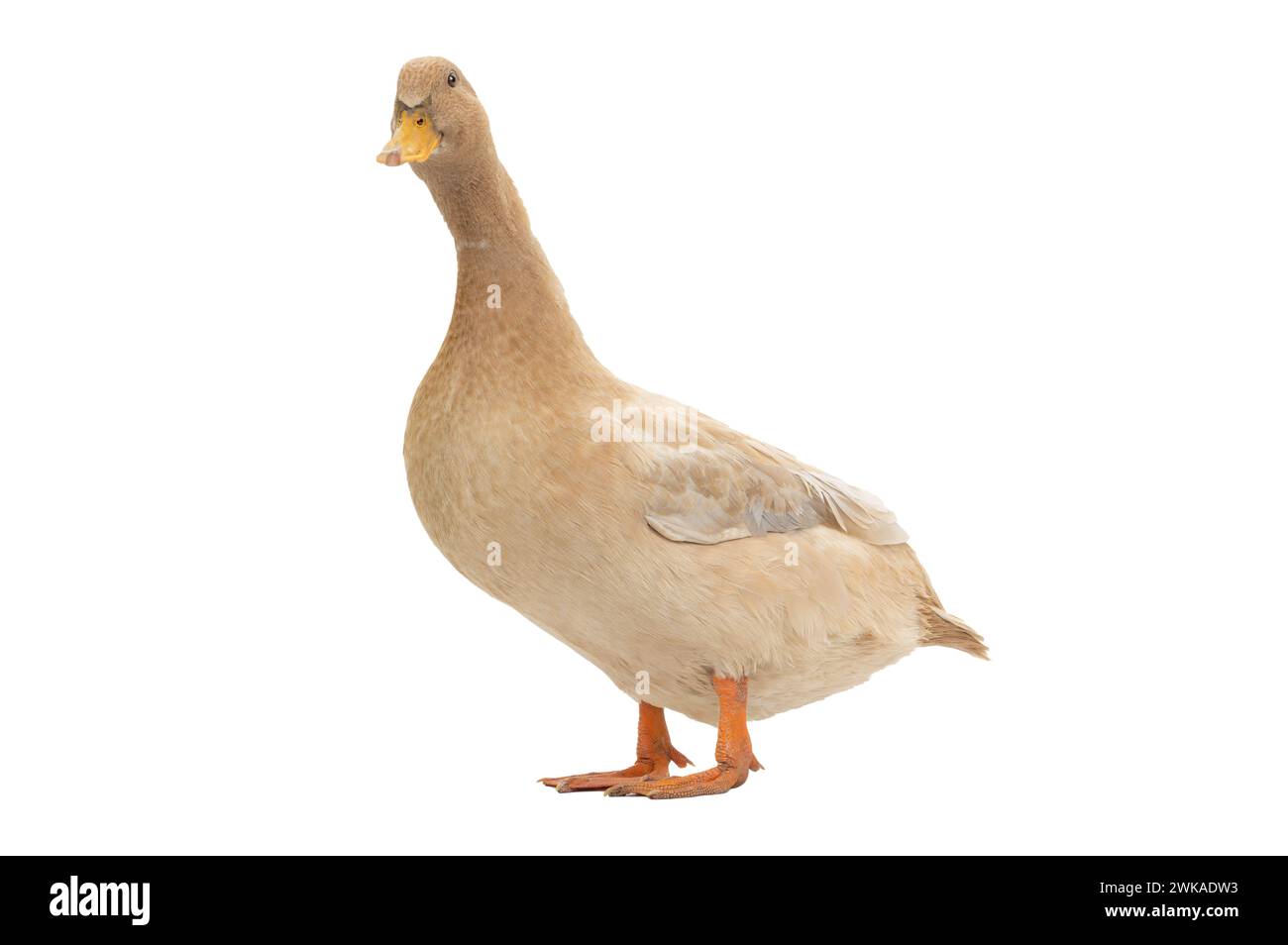 Brown duck isolated on a white background Stock Photo - Alamy
