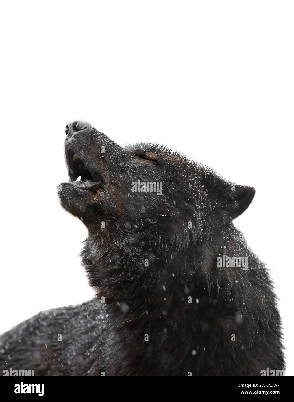 Portrait Howling wolf winter isolated on a white background Stock Photo ...