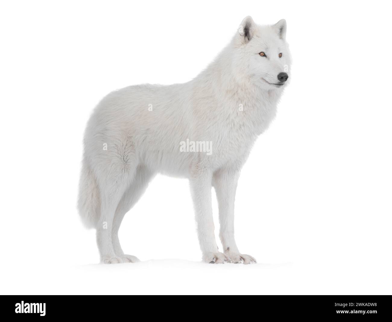 Polar wolf isolated on a white background Stock Photo - Alamy